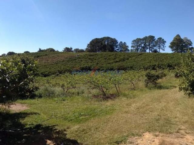 sítio à venda em São Pedro