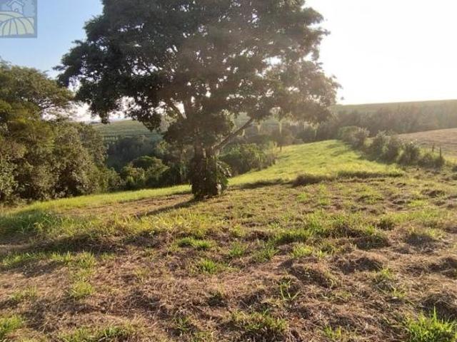 SÍTIO A VENDA EM SARAPUÍ, 4,5 ALQUEIRES, OPORTUNIDADE, RICO EM ÁGUA, TOPOGRAFIA LEVEMENTE CAÍDA, CAS