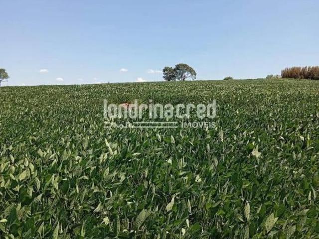 Sítio à venda em Uraí PR: 4 alqueires paulistas produtivos, arrendados e com renda garantida, próxim