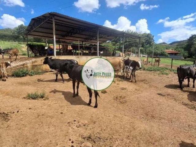Sítio á venda Gama acesso pela DF 190 54 Hectares Ideal para pecuária, produção leite, lazer.