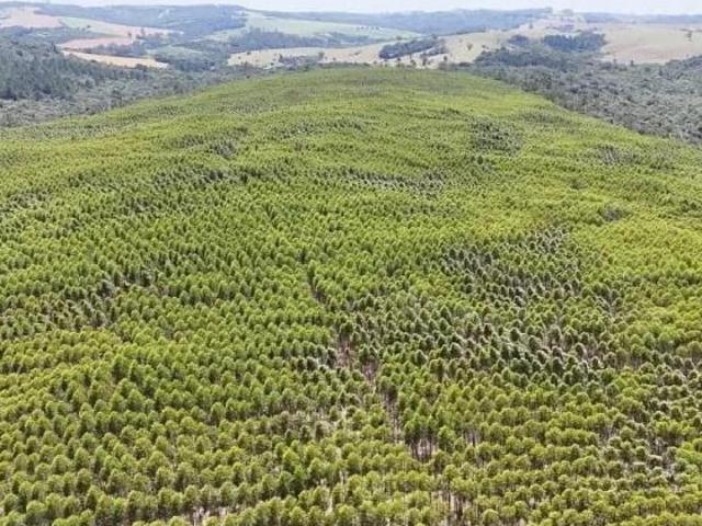 Sítio à venda, 1815000 m² por R$ 12.000.000 Vila Sao Joao São Miguel Arcanjo/SP