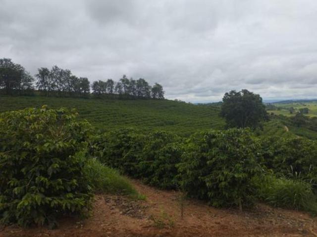 Sítio alta produção café mecanizados