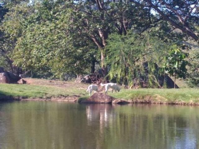 Sitio, Área Rural, Jacutinga, MG
