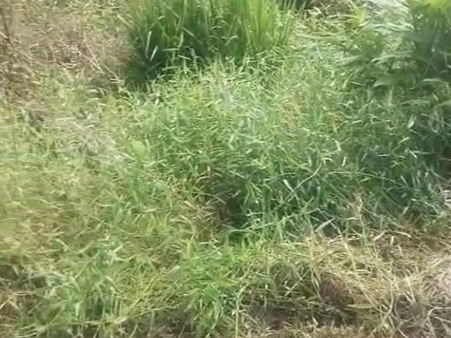Sítio Área Rural 10.000 m²
