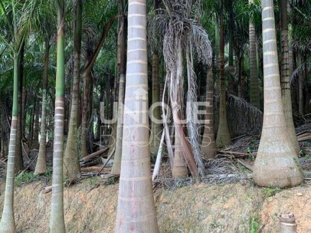 Sítio, Areia Branca Morungaba