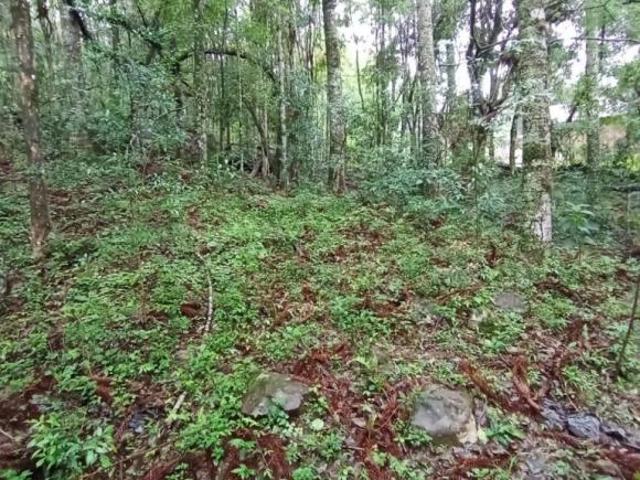 Sitio Bairro Linha Ávila