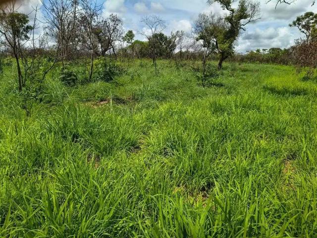 Sítio / Chácara para Venda em Colinas do Sul/GO Zona Rural 1 Quartos