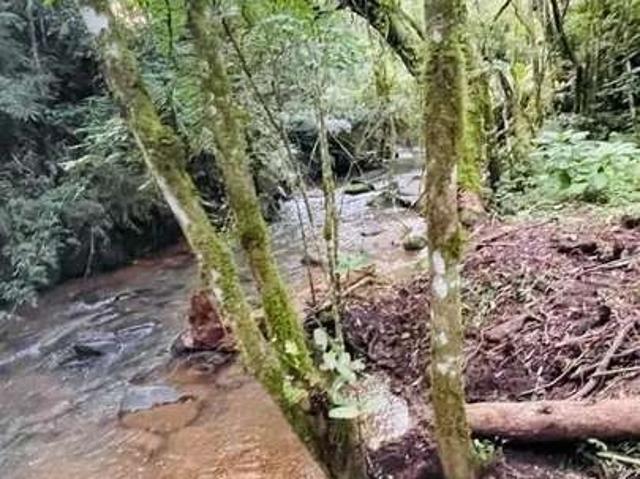 Sítio / Chácara para Venda em Colombo/PR Capivari