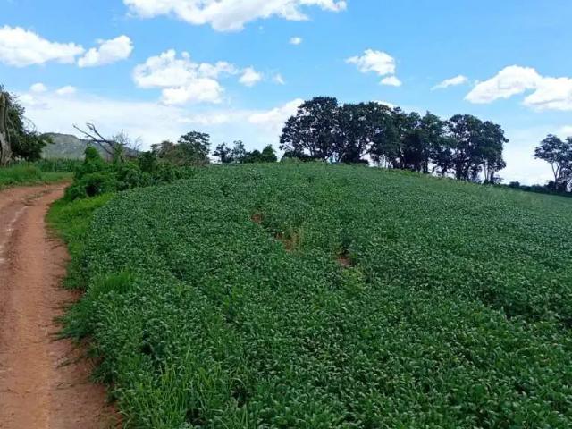 Sítio / Chácara para Venda em Conceição do Rio Verde/MG Zona Rural