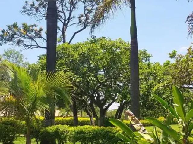 Sítio / Chácara para Venda em Contagem/MG Vila Ipê Amarelo