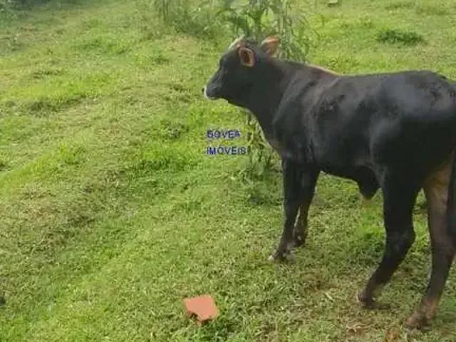 Sítio / Chácara para Venda em Contenda/PR Zona Rural 2 Quartos