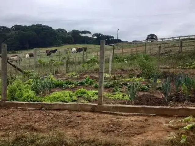 Sítio / Chácara para Venda em Contenda/PR Zona Rural 2 Quartos