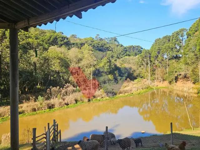 Sítio / Chácara para Venda em Contenda/PR Zona Rural 4 Quartos