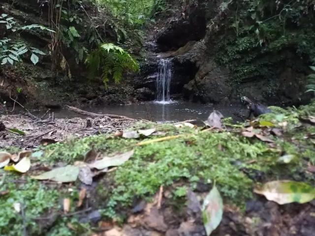 Sítio / Chácara para Venda em Contenda/PR Cardoso