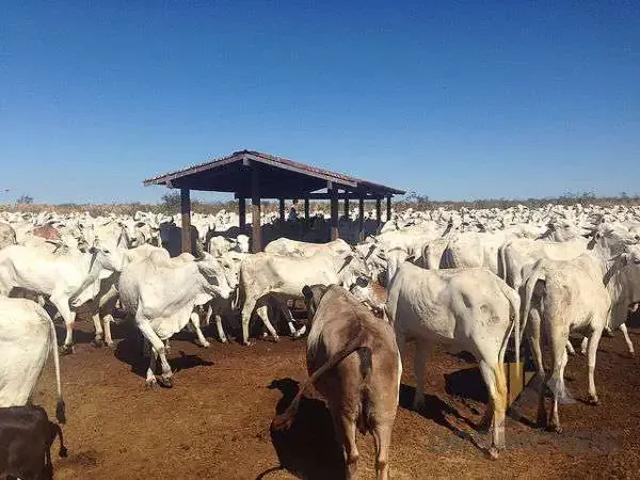 Sítio / Chácara para Venda em Corrente/PI Zona Rural 1 Quartos