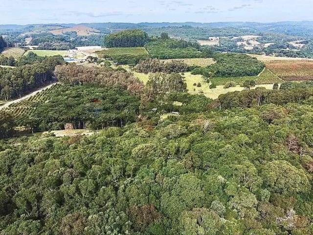 Sítio / Chácara para Venda em Caxias do Sul/RS Ana Rech