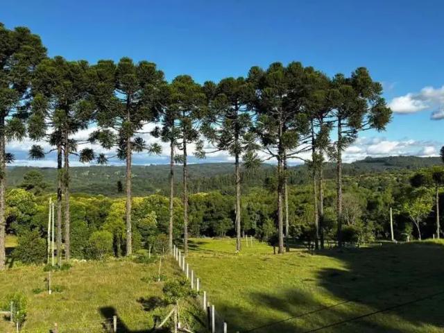 Sítio / Chácara para Venda em Caxias do Sul/RS Ana Rech