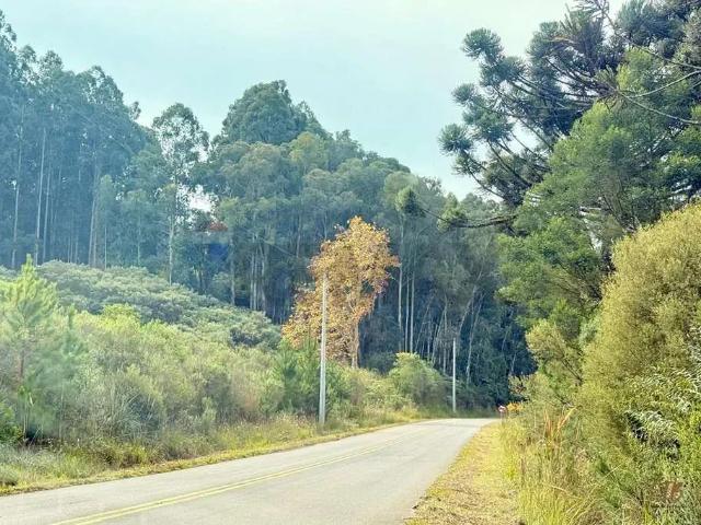 Sítio / Chácara para Venda em Caxias do Sul/RS Ana Rech