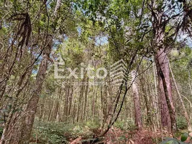 Sítio / Chácara para Venda em Caxias do Sul/RS Centro