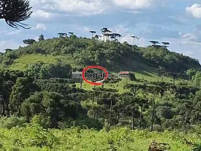Sítio / Chácara para Venda em Caxias do Sul/RS Criúva