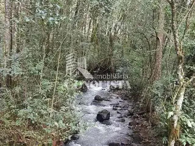 Sítio / Chácara para Venda em Caxias do Sul/RS Desvio Rizzo