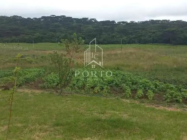 Sítio / Chácara para Venda em Caxias do Sul/RS Fazenda Souza