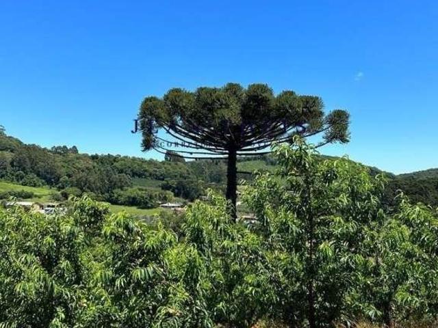 Sítio / Chácara para Venda em Caxias do Sul/RS Fazenda Souza 1 Quartos