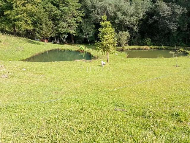 Sítio / Chácara para Venda em Caxias do Sul/RS Fazenda Souza