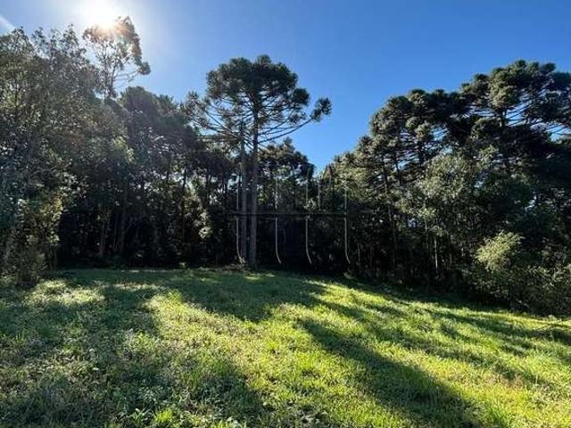 Sítio / Chácara para Venda em Caxias do Sul/RS Fazenda Souza