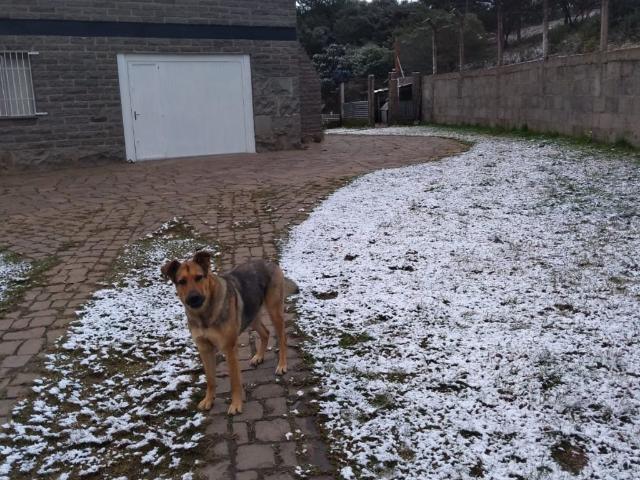Sítio / Chácara para Venda em Caxias do Sul/RS Fazenda Souza 2 Quartos