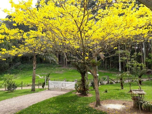 Sítio / Chácara para Venda em Caxias do Sul/RS Fazenda Souza 2 Quartos