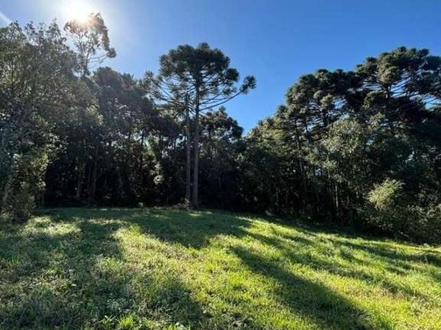 Sítio / Chácara para Venda em Caxias do Sul/RS Fazenda Souza