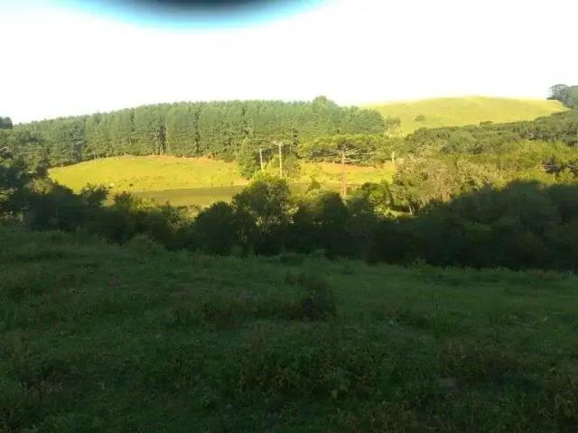 Sítio / Chácara para Venda em Caxias do Sul/RS Fazenda Souza