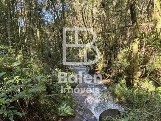 Sítio / Chácara para Venda em Caxias do Sul/RS Fazenda Souza