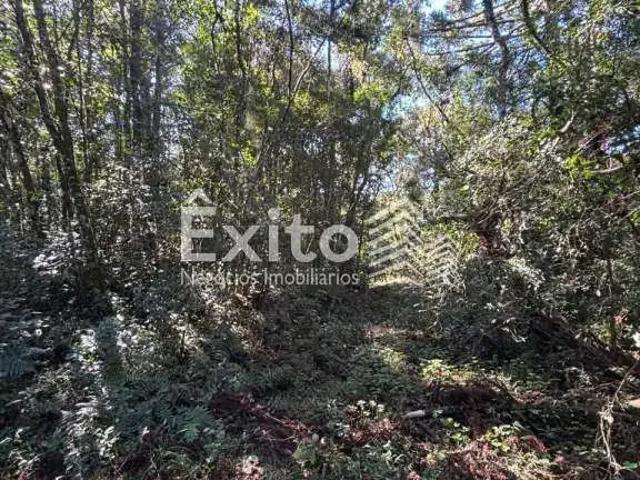 Sítio / Chácara para Venda em Caxias do Sul/RS Fazenda Souza