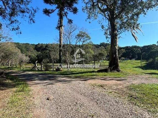 Sítio / Chácara para Venda em Caxias do Sul/RS Fazenda Souza