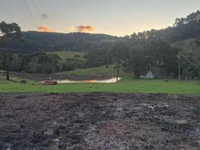 Sítio / Chácara para Venda em Caxias do Sul/RS Fazenda Souza