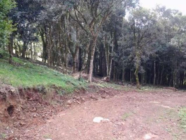 Sítio / Chácara para Venda em Caxias do Sul/RS Fazenda Souza