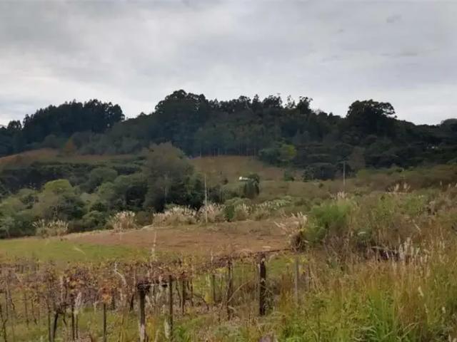 Sítio / Chácara para Venda em Caxias do Sul/RS Floresta