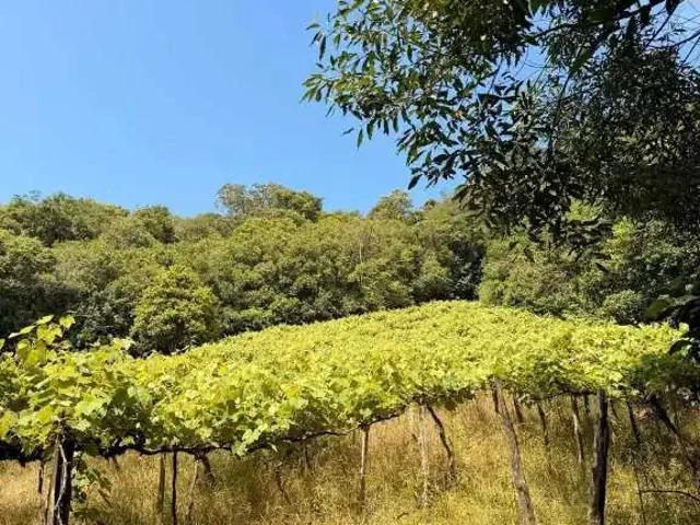 Sítio / Chácara para Venda em Caxias do Sul/RS Kayser 1 Quartos