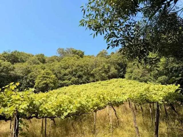 Sítio / Chácara para Venda em Caxias do Sul/RS Kayser 1 Quartos