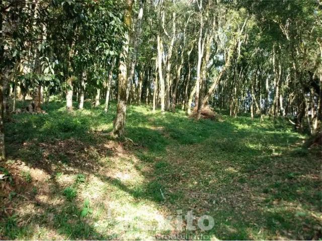 Sítio / Chácara para Venda em Caxias do Sul/RS São Victor COHAB