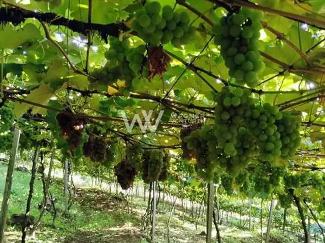 Sítio / Chácara para Venda em Caxias do Sul/RS São Virgílio 3 Quartos