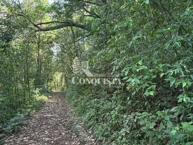 Sítio / Chácara para Venda em Caxias do Sul/RS São Pedro da Terceira Légua