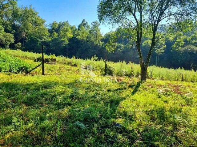 Sítio / Chácara para Venda em Caxias do Sul/RS São Pedro da Terceira Légua
