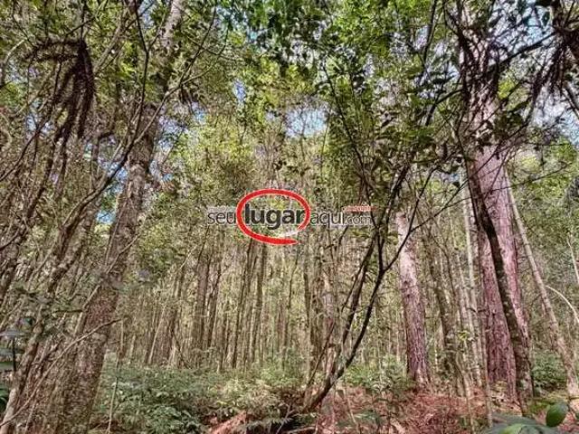 Sítio / Chácara para Venda em Caxias do Sul/RS Segunda Légua