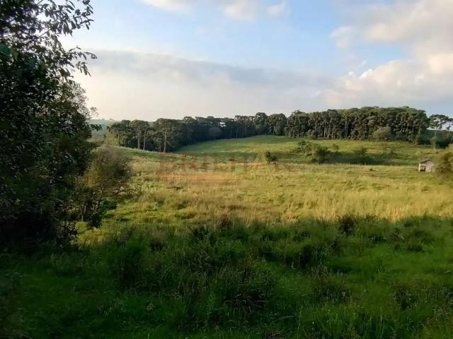 Sítio / Chácara para Venda em Caxias do Sul/RS Vila Oliva Distrito
