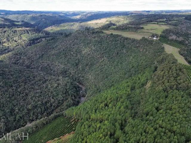 Sítio / Chácara para Venda em Caxias do Sul/RS Vila Oliva Distrito