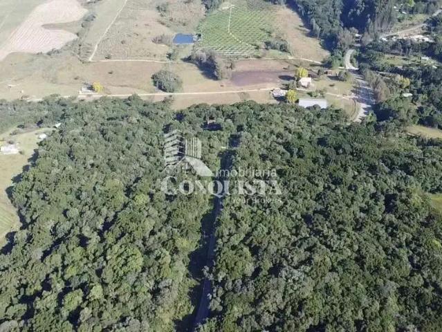Sítio / Chácara para Venda em Caxias do Sul/RS Vila Oliva Distrito