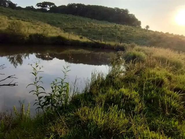 Sítio / Chácara para Venda em Caxias do Sul/RS Vila Oliva Distrito